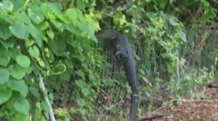 Check out the climbing alligator - GolfPunkHQ