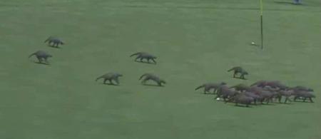 Mongoose pack invades the Nedbank Challenge - GolfPunkHQ