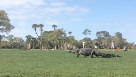 Alligator takes leisurely stroll - GolfPunkHQ