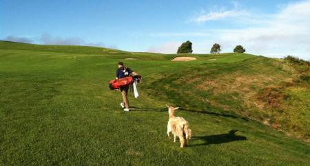 Goat caddies are back in Oregon!! - GolfPunkHQ