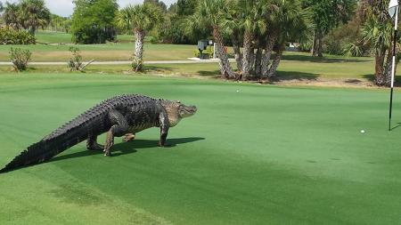 Jeremy Roenick leaps on golf course alligator - GolfPunkHQ